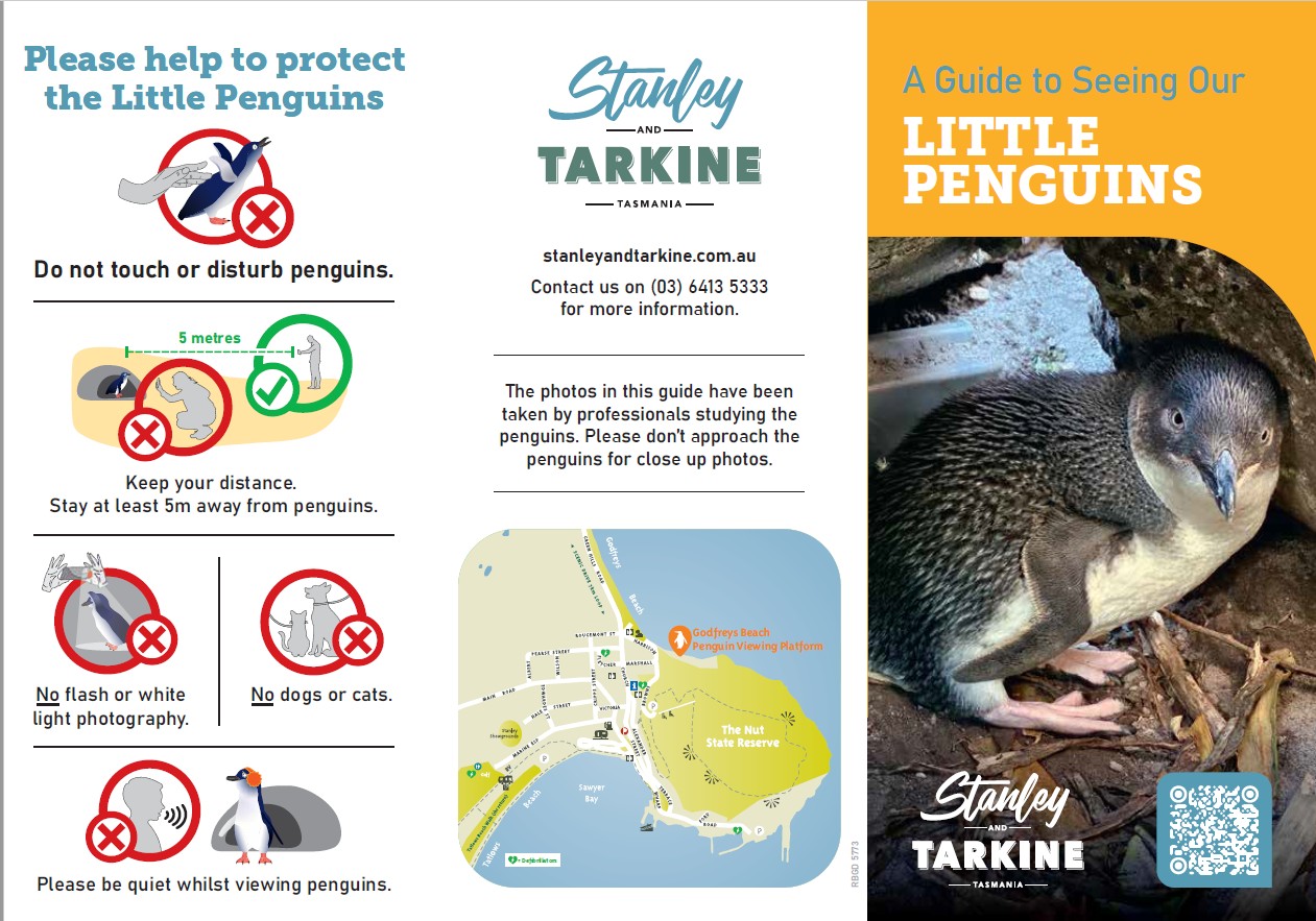 Your Guide to Penguin Viewing In Stanley - Stanley Seaview Inn